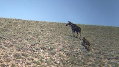 Moose migrating to Nevada from Idaho, Utah | News | postregister.com