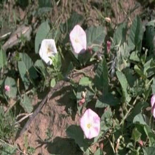 field bindweed seedling