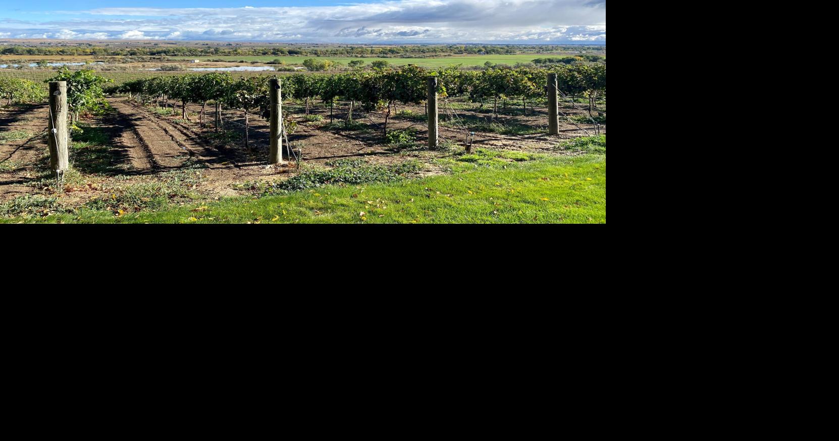 Idaho wine celebrating 15th anniversary of first American Viticultural ...