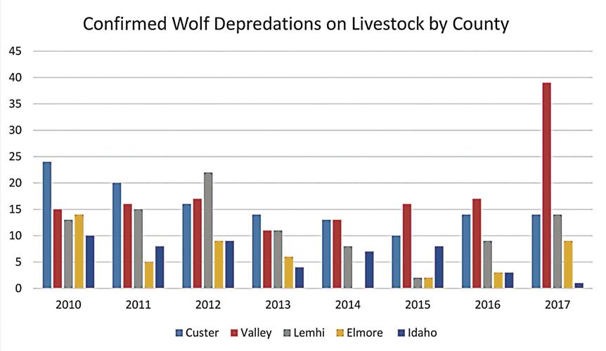 Wolf depredation cases escalate to record highs | Livestock ...