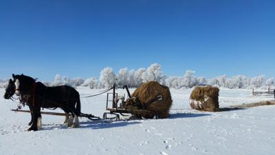 Barnyard Basics: Ranching with draft horses | Columnists | postregister.com