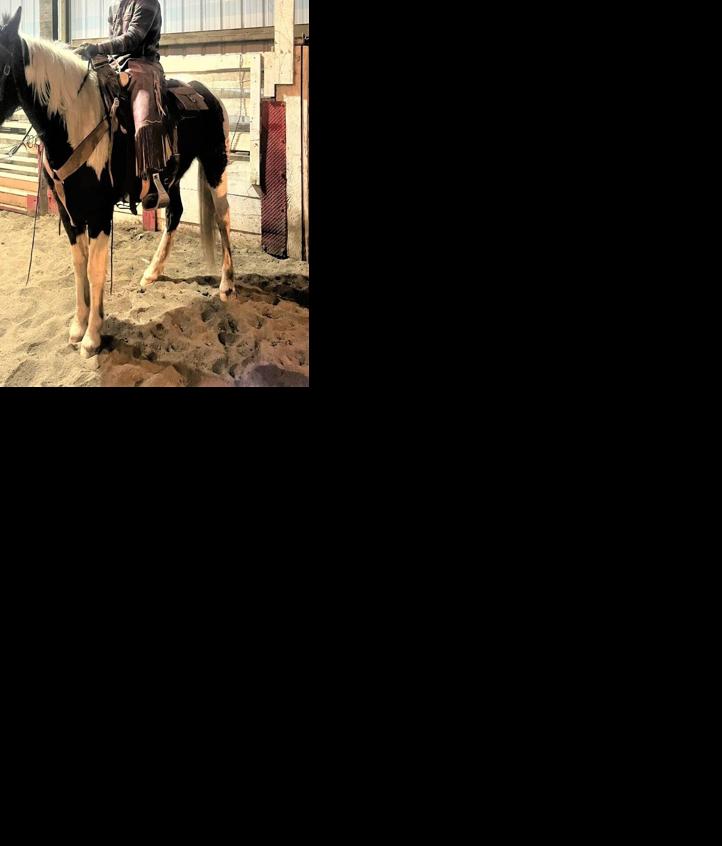 St. Anthony horse shot, owner offering $10K reward | Local News ...