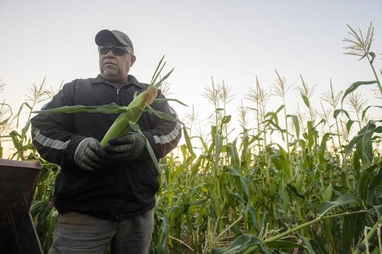 Local farm sells fresh corn at the fair — and throughout the Magic ...