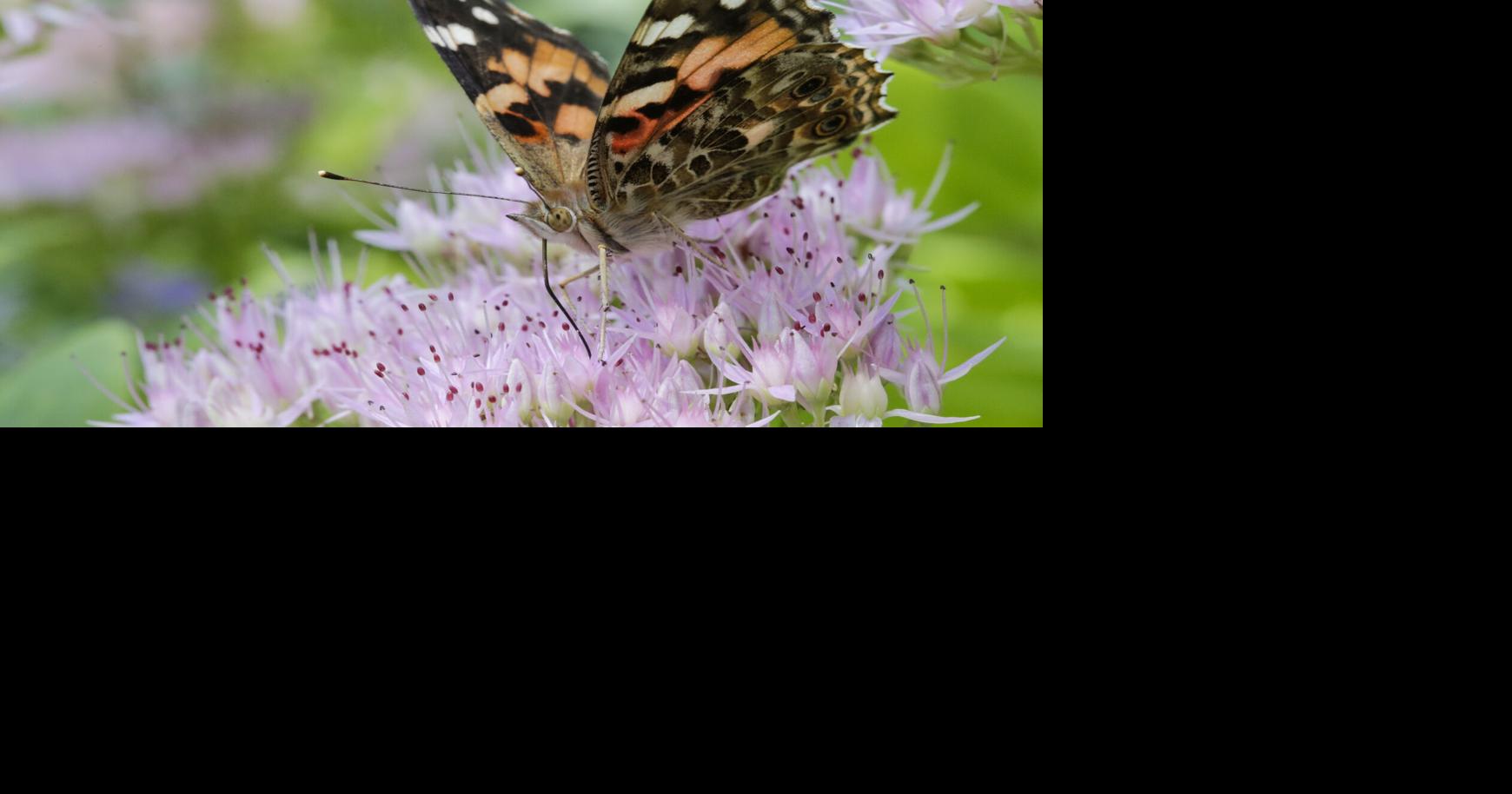 First national analysis finds America's butterflies disappearing at ...