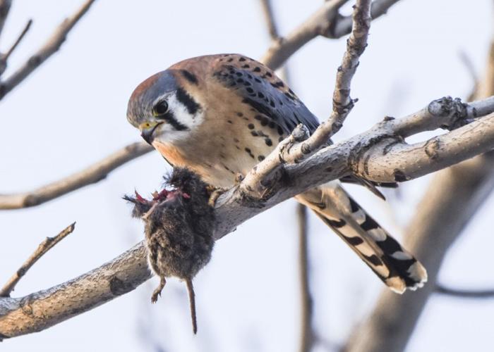 Decline of the American kestrel | Outdoors | postregister.com