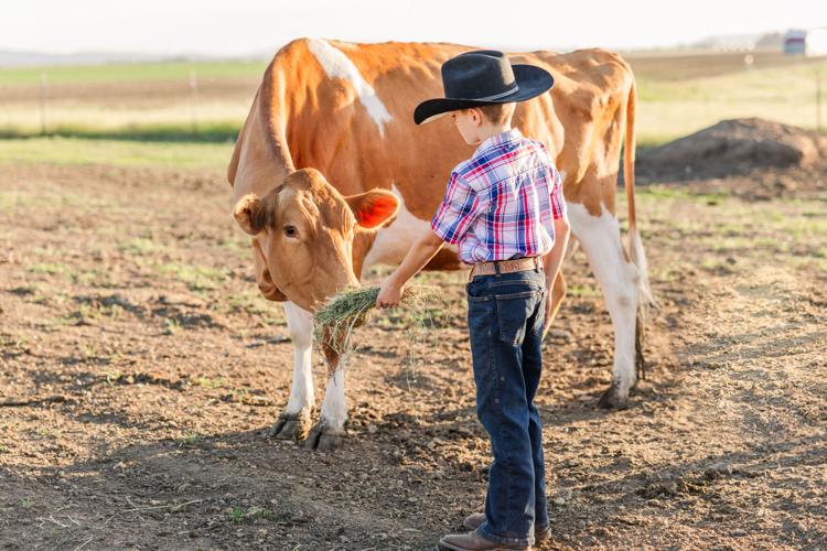 Loleta Farms raises Guernsey cows in North Idaho | Western Life ...