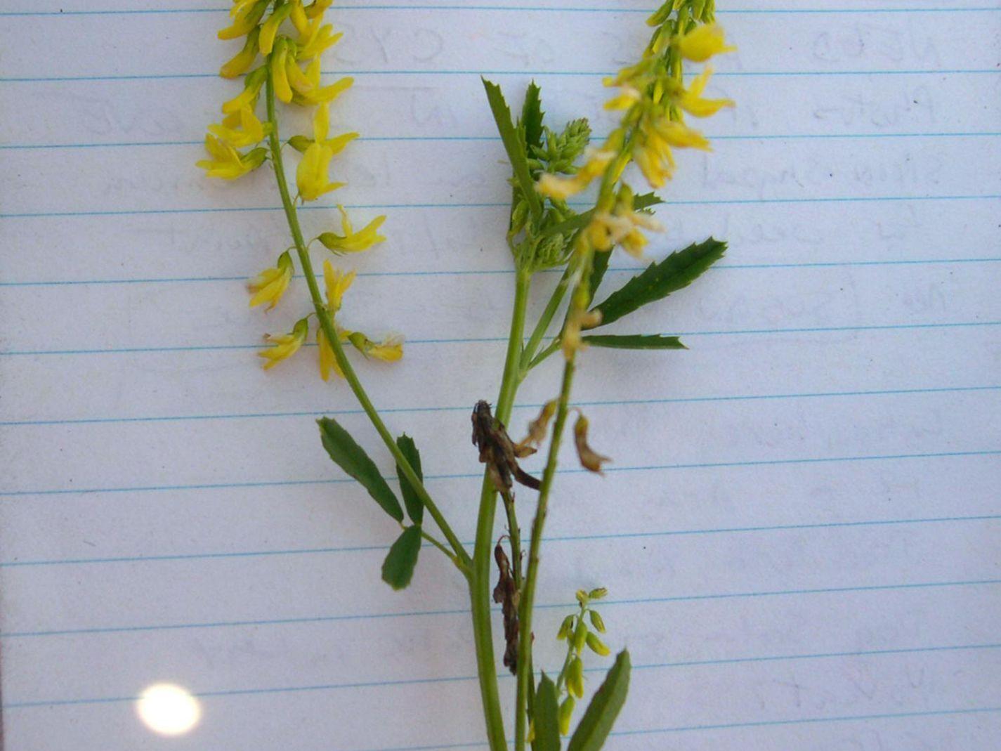 yellow sweet clover weed