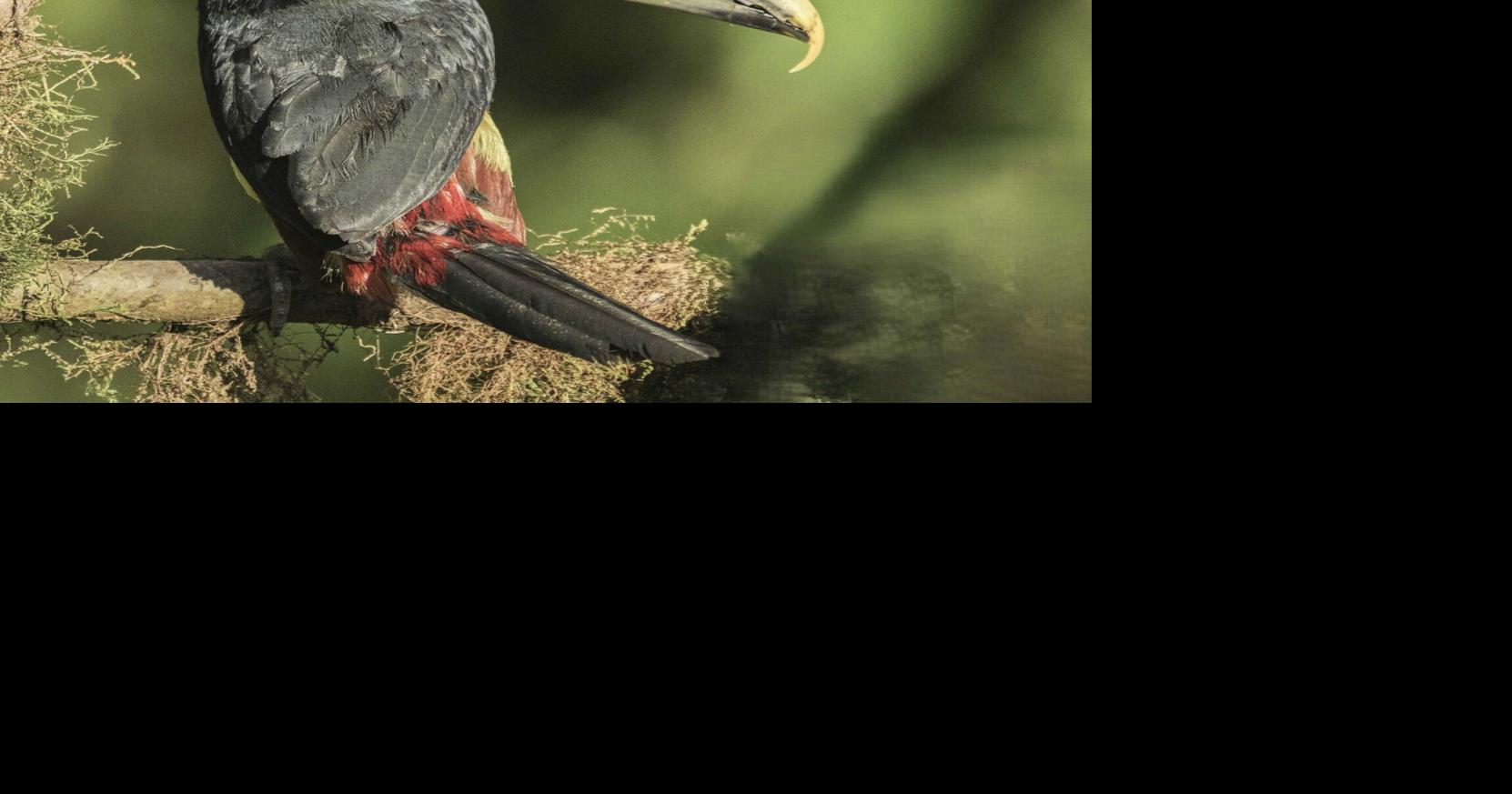 Beaks and bills | Outdoors | postregister.com