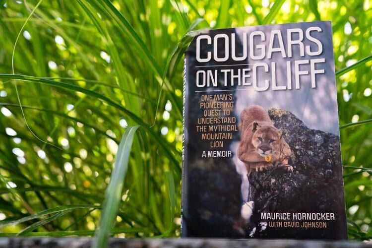 The Cougar Whisperer: In a new book, wildlife researcher Maurice ...