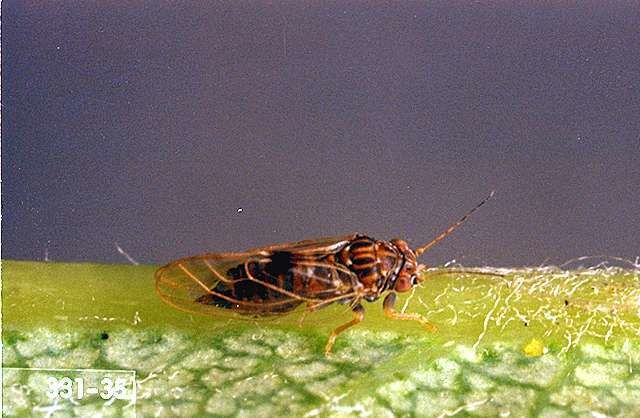 The Bug Box: Pear psylla | Columnists | postregister.com