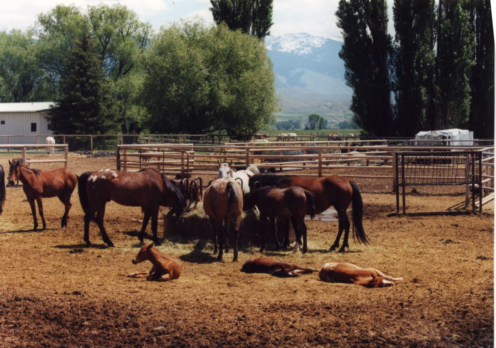 Treating a pony to prevent “Heaves” equine asthma | Farm & Ranch ...