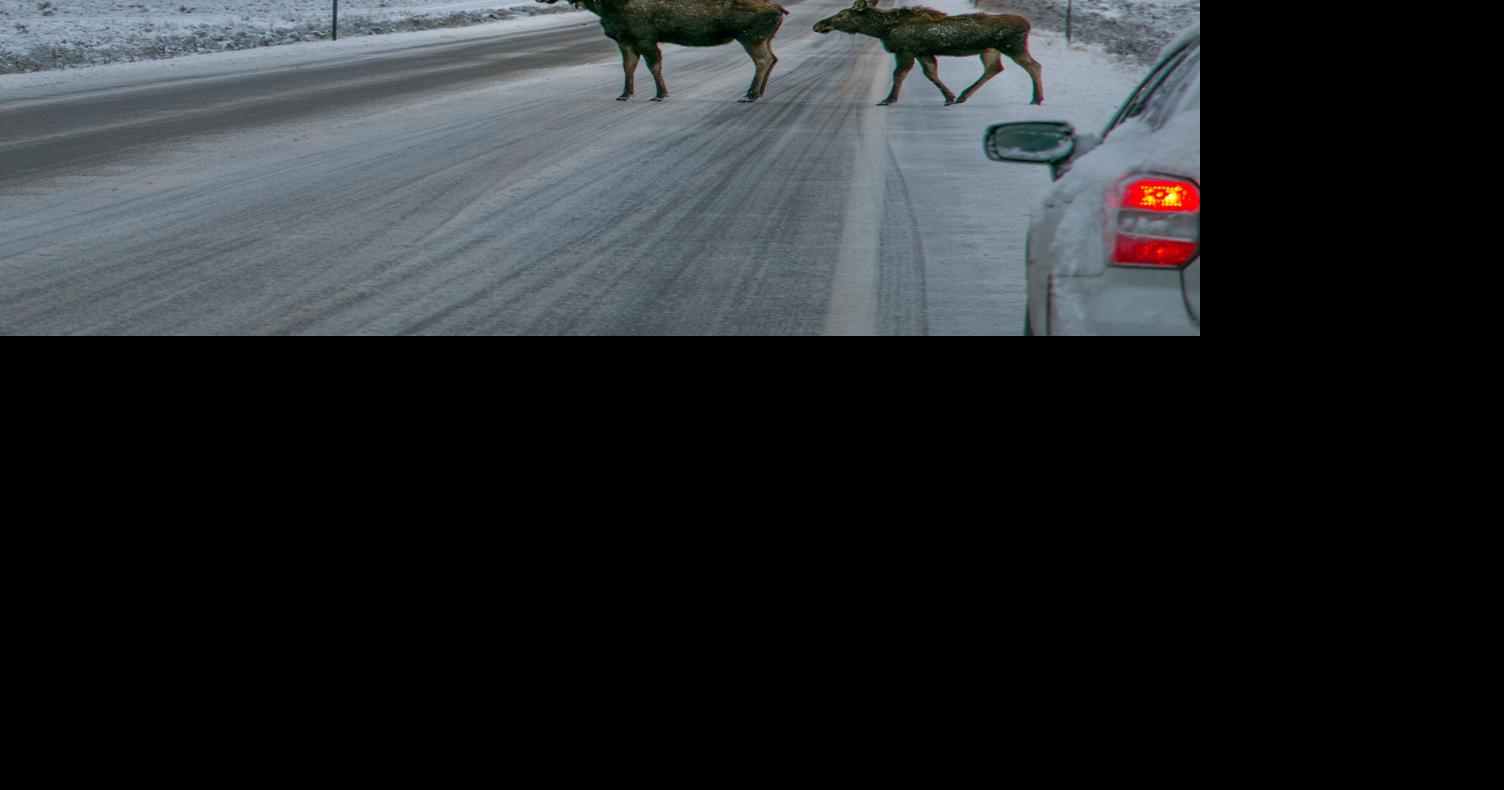 Study: Car vs. moose collisions more likely to be fatal than other ...