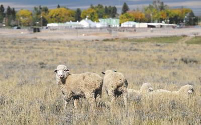 Fate of Dubois tied to Sheep Station decision | Features | postregister.com