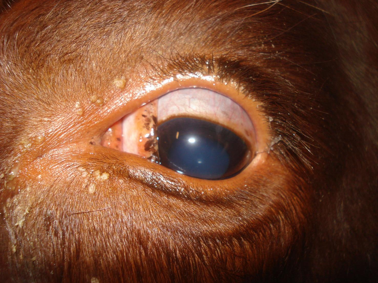 Barnyard Basics: Clostridia diseases in cattle | Columnists ...