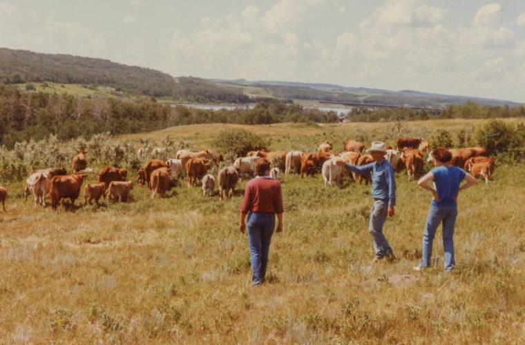Barnyard Basics: Bud Williams' stockmanship methods: Part II: Thinking contrary to traditional ...