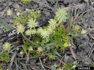 War on Weeds: Bur buttercup | Farm & Ranch | postregister.com