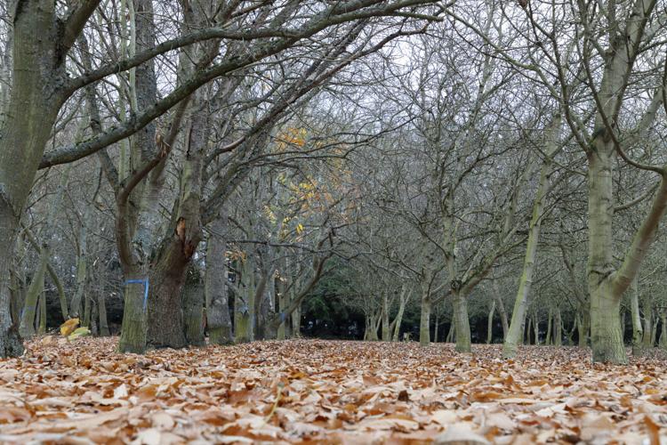 Chestnut farm carries on 30-year-old legacy | Regional | postregister.com