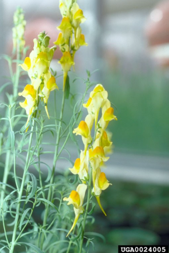 War on Weeds: Yellow toadflax | Pests & Weeds | postregister.com