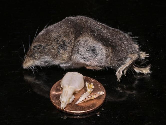 small vertebrates examples