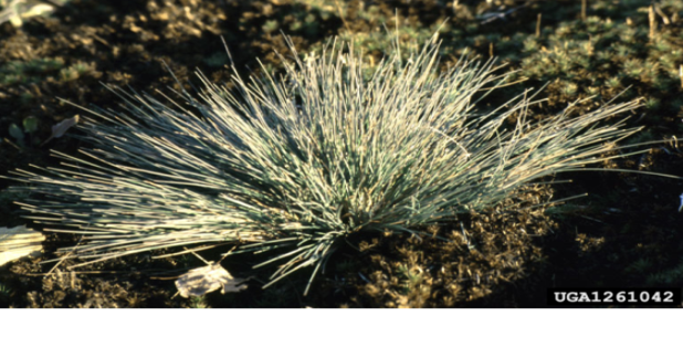 War on Weeds: Matgrass | Pests & Weeds | postregister.com