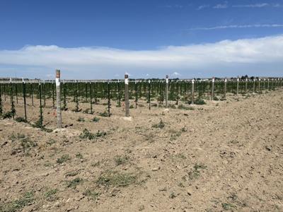 UI Extension researchers open new hopyard in Parma for disease, pest ...
