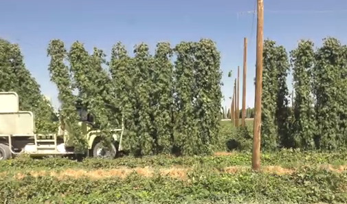 Farming green: Parma hops farmers using 100% renewable energy through ...