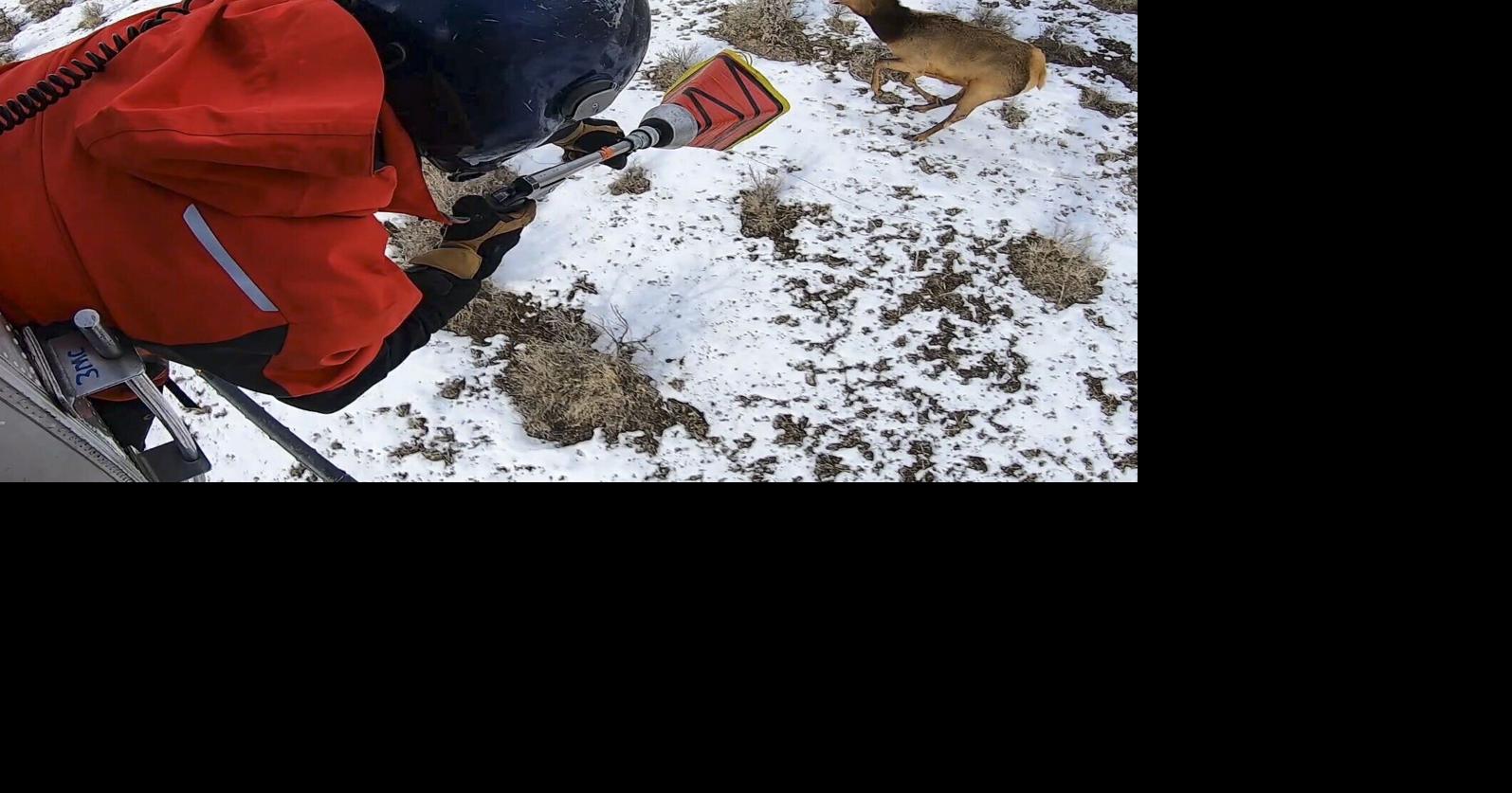 FWP studies elk along I-15 between Clancy and Boulder | Outdoors ...