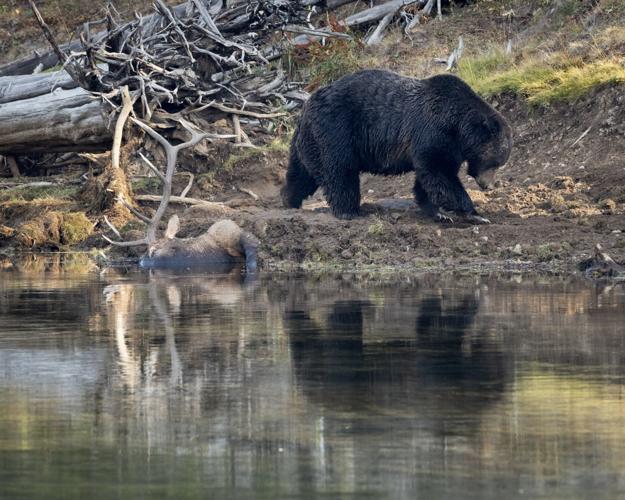 Right place, right time: Grizzly fight captured on video in Yellowstone ...