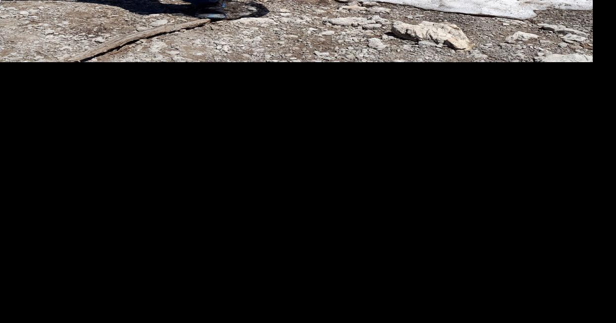 University of Idaho hires new entomologist | Local News | postregister.com