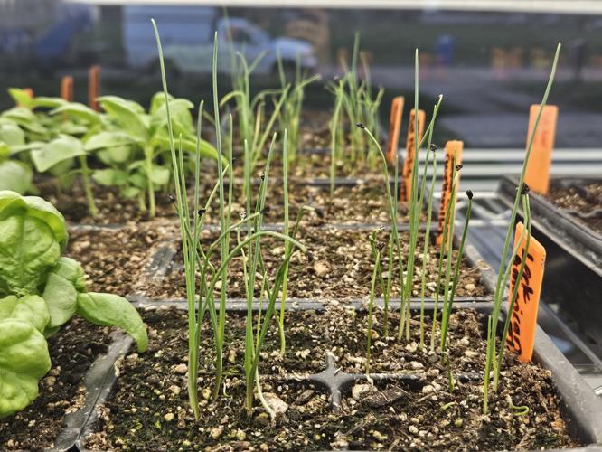 In the Garden: Utilizing the Allium family: onions, chives, garlic and ...
