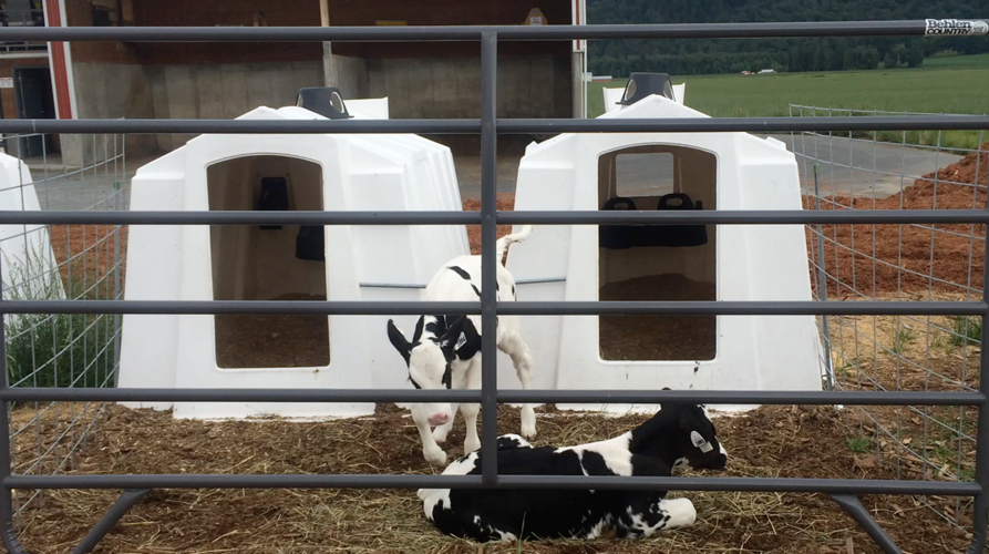 Housing for dairy calves | Farm & Ranch | postregister.com