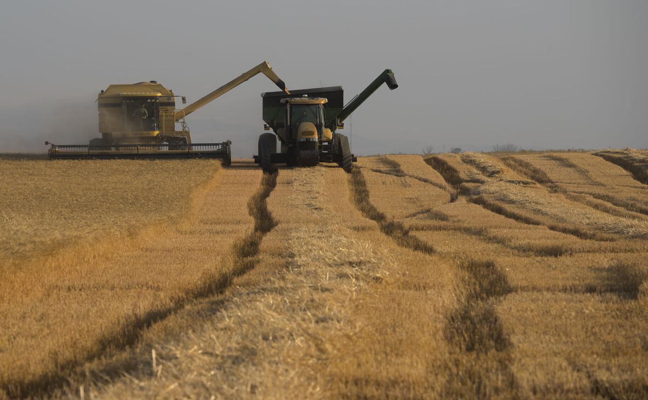 Idaho produced a lot of wheat in 2025 | Crops | postregister.com