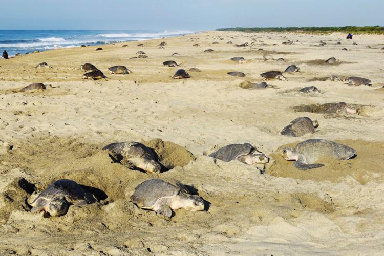 Survey: Endangered sea turtle populations show signs of recovery in ...