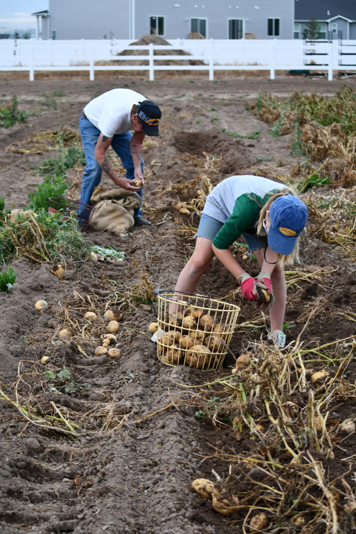 An old-fashioned spud harvest | Potatoes | postregister.com