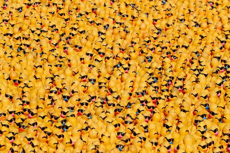 Great Snake River Greenbelt Duck Race sells out on ducks | Local News ...