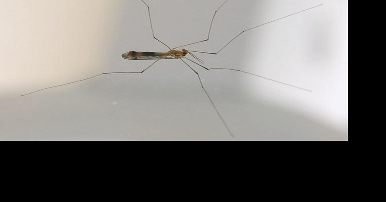 The Bug Box: Common crane fly, mosquito hawk or skeeter eater | Columnists | postregister.com