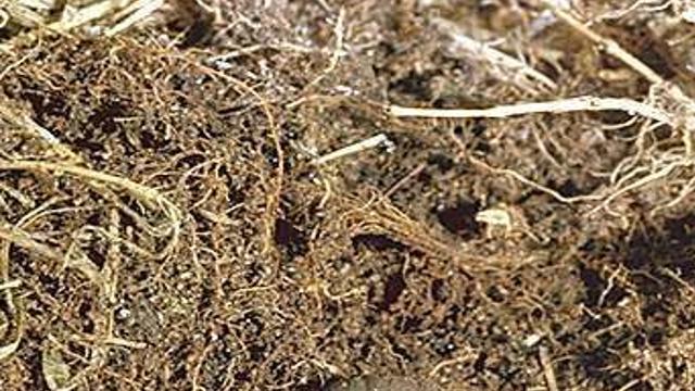 mosquito hawk larvae