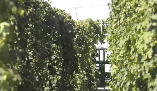 Farming green: Parma hops farmers using 100% renewable energy through ...