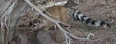 Rare to Idaho, a ringtail was recently found near Twin Falls | Crops ...