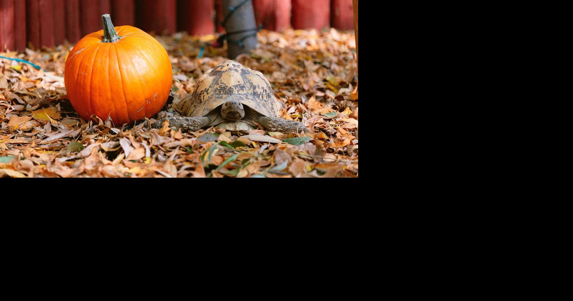 Idaho Falls Zoo announces fall hours and October events | Local News ...