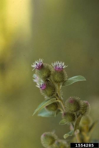 burdock weed control