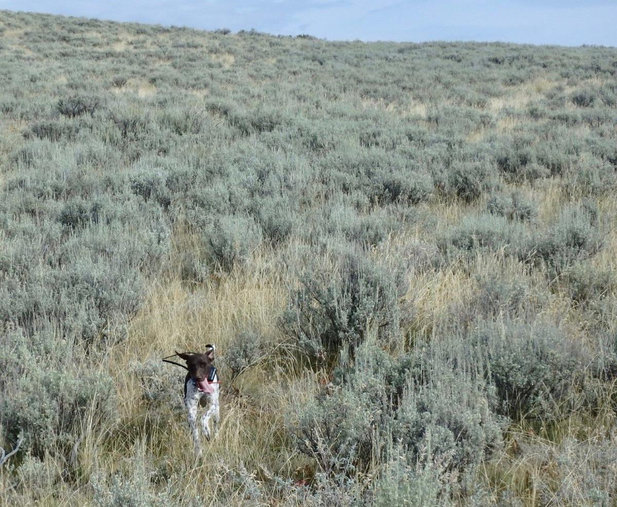 CONNELLY: Bunchgrasses a vital component of Idaho’s native vegetation ...