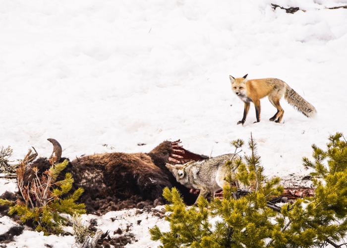 Seeing the circle of life on display in Yellowstone | Outdoors ...