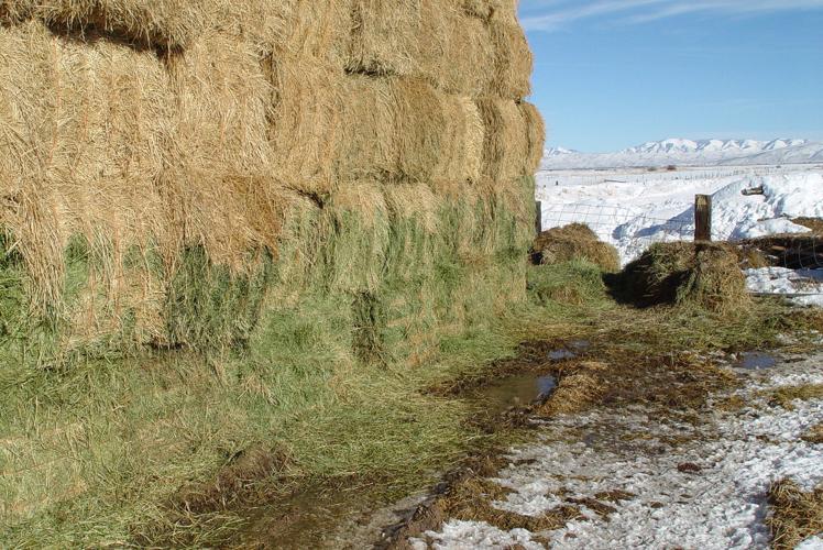 Marauding elk targeting haystacks in Lost River, Little Lost valleys ...