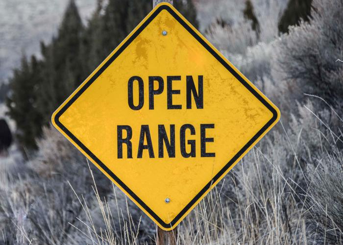 On open range, livestock, and not cars, rule the roads | Outdoors ...