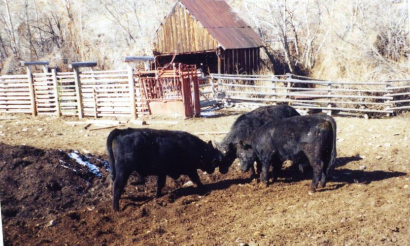 Barnyard Basics: Management to minimize bull injuries | Columnists ...