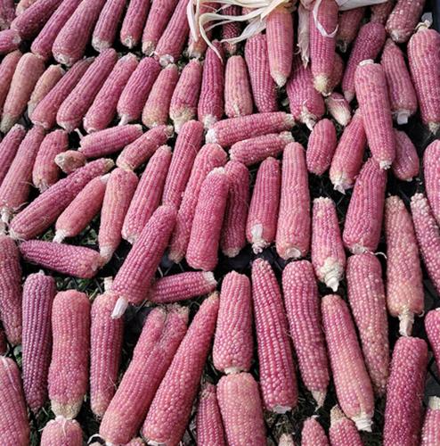 'GET GROWING': Giving Ground Seeds offers rare varieties of organic ...