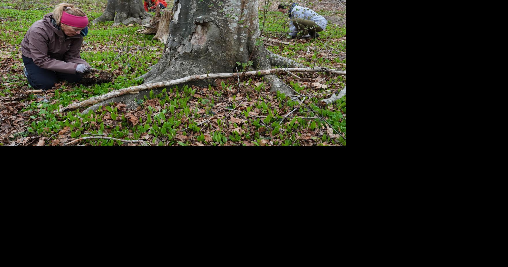 Climate Tree Equity | National News | postregister.com