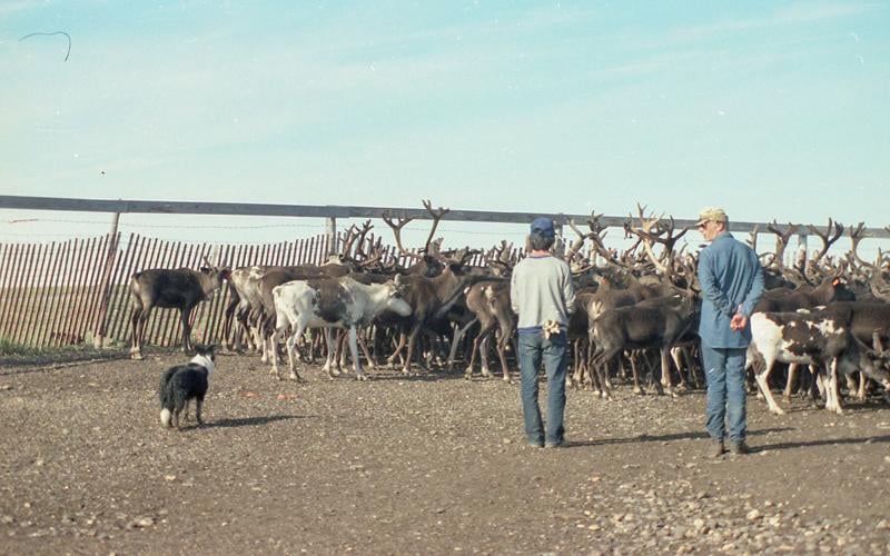 Barnyard Basics: Bud Williams' stockmanship methods: Part I ...