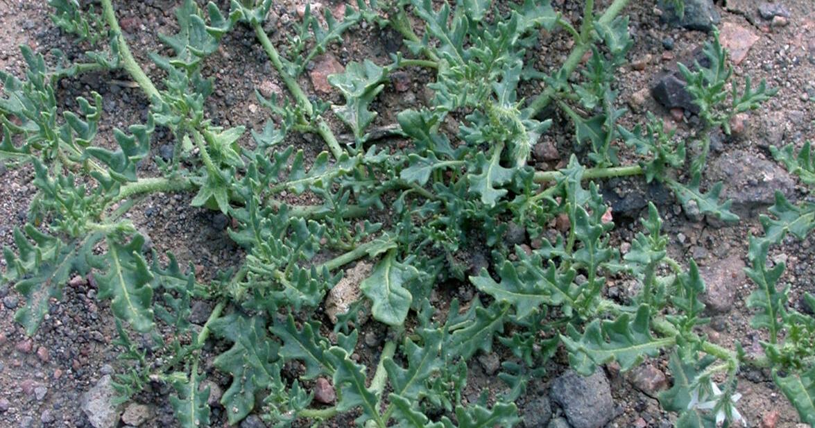 War on Weeds: Cutleaf nightshade | Farm & Ranch | postregister.com